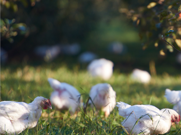 Bostock Brothers Organic Free Range Chicken - Gourmet Direct